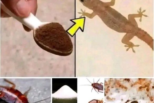 7 Health benefits of Scent leaves (EFINRIN) - Daily Family